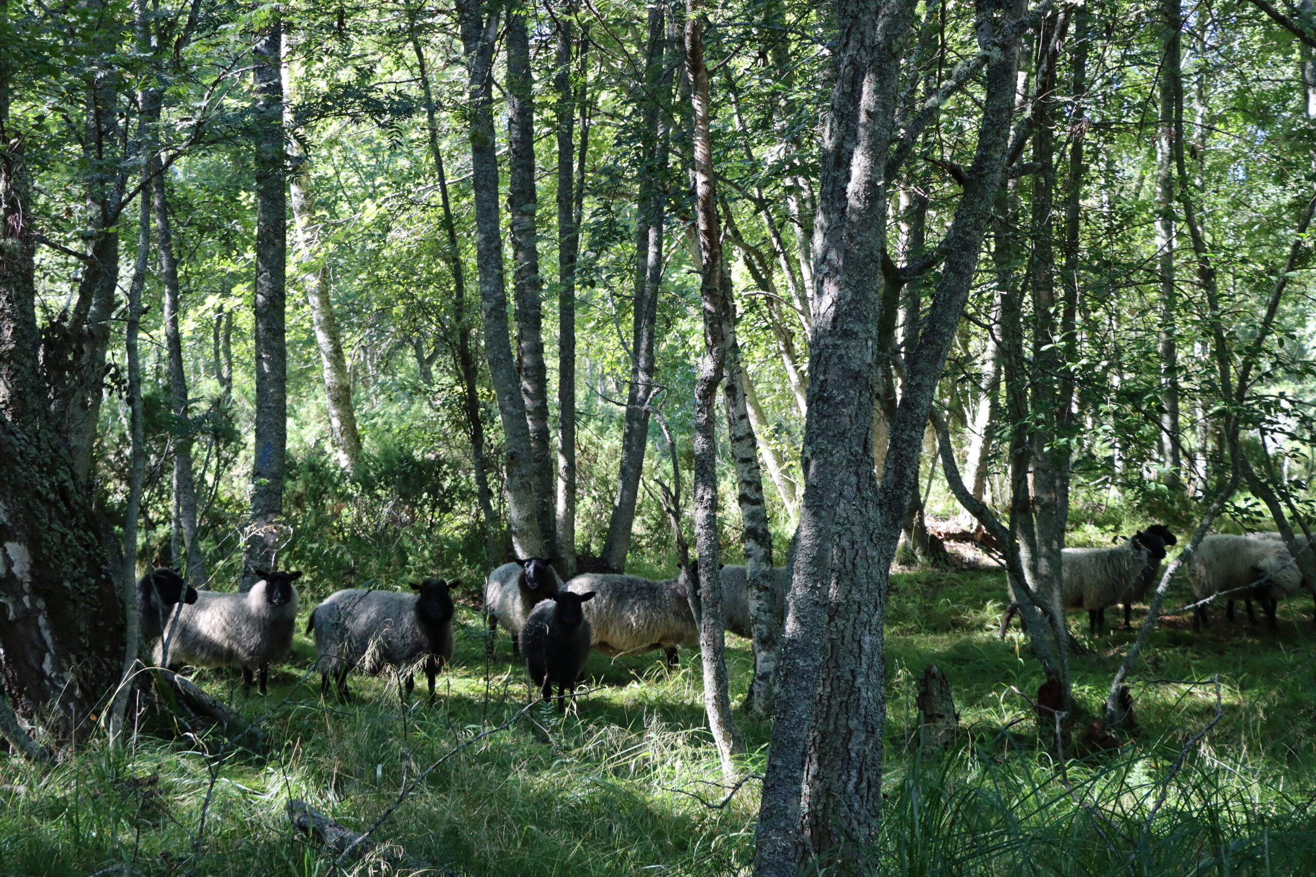 Naturskydd och främmande arter » Larsmo Larsmo